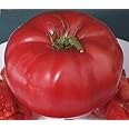TOMATO - GIGANTOMO F1 - 12 FINEST SEEDS - WORLDS LARGEST BEEFSTEAK ...