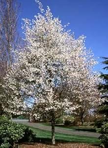 Amelanchier laevis Snowcloud serviceberry fruit bush tree 9cm pot FREE ...