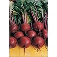 Red Cabbage Plug Plants Grow Your Own Vegetables (6 Plugs) : Amazon.co ...