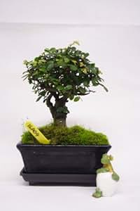 BONSAI TREE: Amazon.co.uk: Garden & Outdoors
