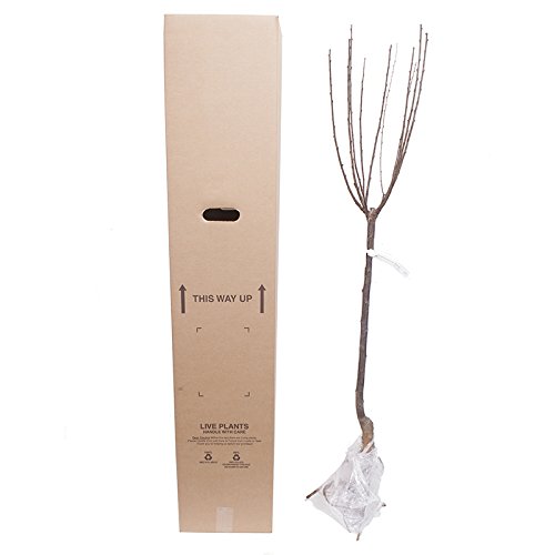 Flowering Cherry Almond tree 1M bare root (Prunus triloba) | Garden ...