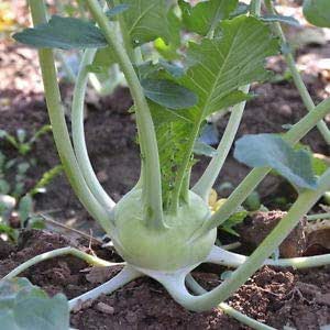Creative Farmer Vegetable Seeds Noolkol Seeds - Kohlrabi ?Seeds Seeds ...