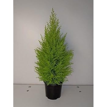 Cupressus Macrocarpa - Goldcrest - Lemon Scented Conifer 10.5cm pots ...