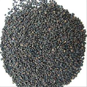 PLANTS Satyanashi - Argemone mexicana Herb 250gm Seeds : Amazon.in ...