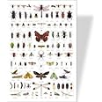 Minibeasts/Bugs/Insects Educational Poster - over 100 Common Minibeast ...