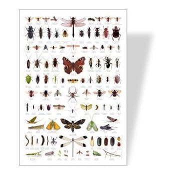 Minibeasts/Bugs Educational Poster - over 100 Common Minibeast images ...