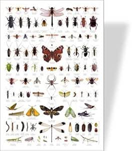 Minibeasts/Bugs/Insects Educational Poster - over 100 Common Minibeast ...