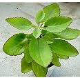 Modern Plants Live Ranapala Plant/Kidney Stone Live Plant/Air Plant ...
