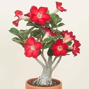 Ariya Flower Live Plant Rosy Adenium/Desert Rose Grafted Indoor Bonsai ...