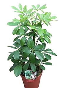 Indoor Plant -House or Office Plant -Schefflera arborea Nora Green ...