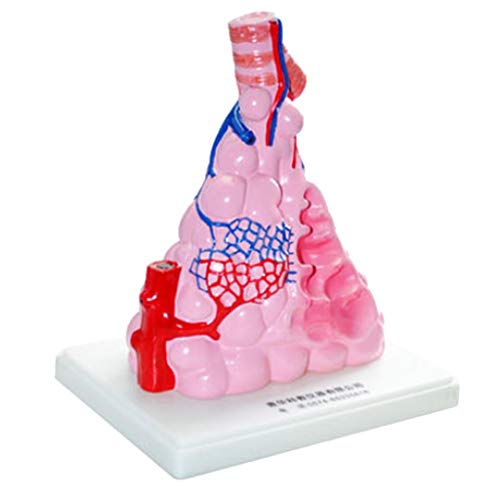 Buy FLAMEER Human Respiratory System Pulmonary Alveoli Anatomy Model ...