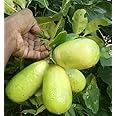 Greentower Gandharaj Lemon(All Time) Nimboo Live Plant (Air Layered ...