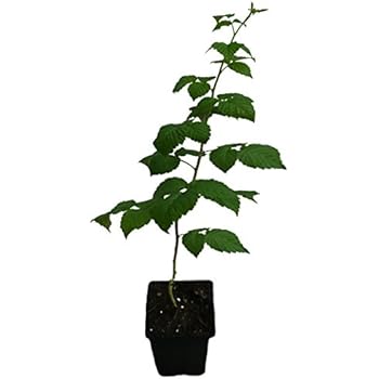 Himbeere GLEN COE Pflanze violette Früchte Purple Raspberry: Amazon.de ...