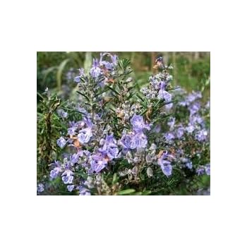 Indian Mint Satureia douglasii mint scented trailing herb basket plant ...