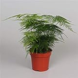 Baby Asparagus Fern Plant - Asparagus Plumosus Small Indoor Evergreen ...