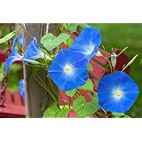 BALDUR-Garten Trichterwinde 'Blue Hardy', 1 Pflanze Ipomoea indica ...