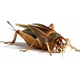 100 Silent Brown Crickets Reptile Live Food Standard: Amazon.co.uk ...