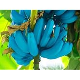 Blue Java Banana/Ice Cream banana/Hawaiian banana, Original Variety ...