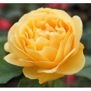 Apuldram Roses "ABSOLUTELY FABULOUS" - Floribunda Bush rose (Potted ...