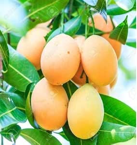 JS STOCKS Mankurad Mango Plant - Goa Mango Plant : Amazon.in: Garden ...