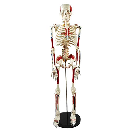 3b Scientific Plastic Super Human Skeleton Model Flexible With Muscles ...
