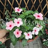 Pervinca colore - Piante perenni - La pervinca e il suo colore