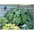 Hosta Niagara Falls : Amazon.co.uk: Garden
