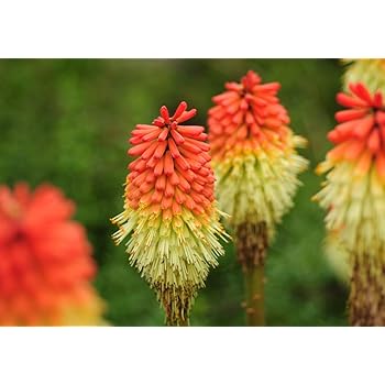 Kniphofia Flamenco, Red Hot Poker Seeds: Amazon.co.uk: Garden & Outdoors