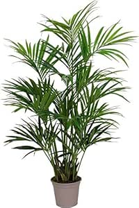 Kentia - Pianta Finta Albero Artificiale da Interno - Tronco Doppio ...