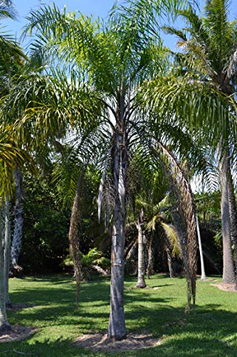 Cocotier, Cocos nucifera : plantation de la noix de coco, culture ...