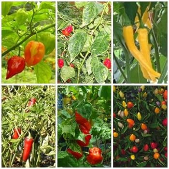 Chili Mix - 6 Arten - scharfe bis extrem scharfe Chili Sorten - je 10 ...