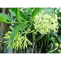 FloraPlax Raat Ki Rani, Raat Rani, Night Blooming Jasmine Plant With ...