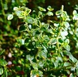 Timo limone - Piante da Giardino - Timo limone