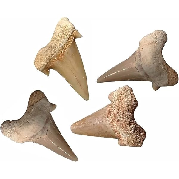 Identificatiekaart Voor Haaientanden