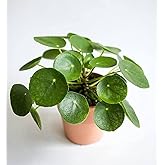 Raffy's Pilea Peperomioides Indoor Plants for Living Room - Chinese Money Plant Live Easy to ...