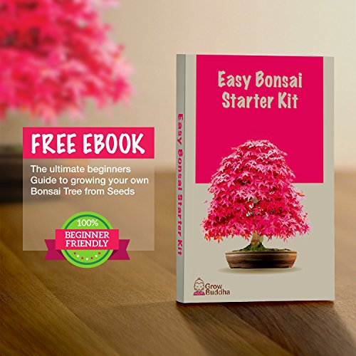 Grow your own Bonsai kit – Easily grow 4 types of Bonsai trees with our ...