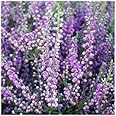 GrowOn Shrubs [x4] Scottish Heather Calluna Vulgaris 'Spring Cream ...