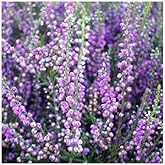GrowOn Shrubs [x4] Scottish Heather Calluna Vulgaris 'Spring Cream ...