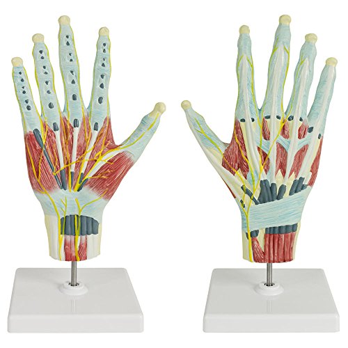 Buy Hand Anatomy Anatomical Human Model Life Size Muscles Tendons ...