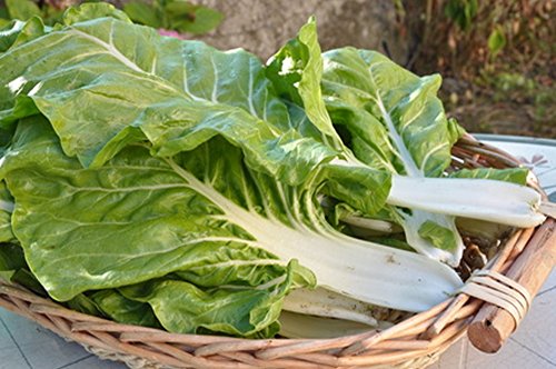 Bettes à cardes colorées : culture et utilisation décorative