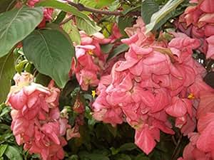Live Pink Musanda Dwarf Mussaenda Flower Plant: Amazon.in: Garden ...