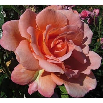 Apuldram Roses "ALIBABA" - Climbing Rose (Potted): Amazon.co.uk: Garden ...