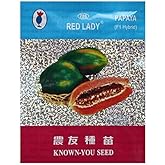 STOKIYA Red Lady 786 Papaya Taiwan Seeds F1 Hybrid Seed(500 Seeds) Seed (500 per packet ...
