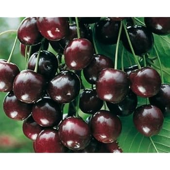 Müllers Grüner Garten Shop Regina Kirschbaum kleinbleibende Süßkirsche ...