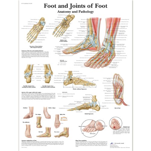 Buy 3B Scientific Human Anatomy Foot And Joints Of Foot Chart buy-3b-scientific-human-anatomy-foot-and-joints-of-foot-chart