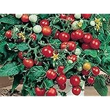 Rote Mini-Tomate - passt auf den kleinsten Balkon oder sogar auf die ...