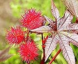 Ricino - fitoterapia - Usi della pianta del ricino