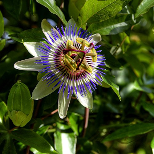 Semez la passiflore - fruits de la passion