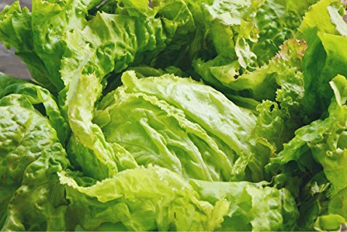 Laitue Iceberg : semis, culture, variétés