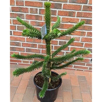 Araucaria araucana, Höhe:50-55 cm,Schmucktanne, Affenbaum ...